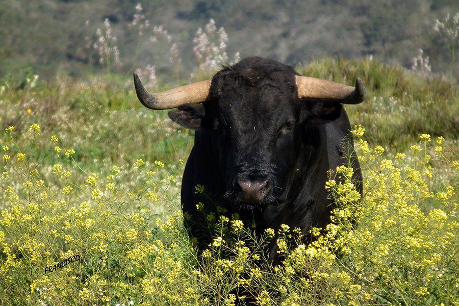 El Paseillo: 24 Privilegios del Toro, 24
