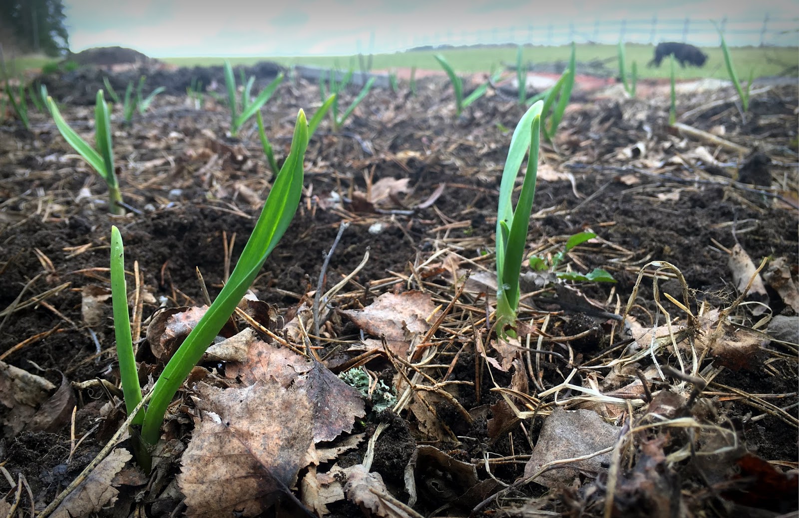 Nassulan puutarhuri : VALKOSIPULIT PUSKEVAT ILOISESTI VARTTA