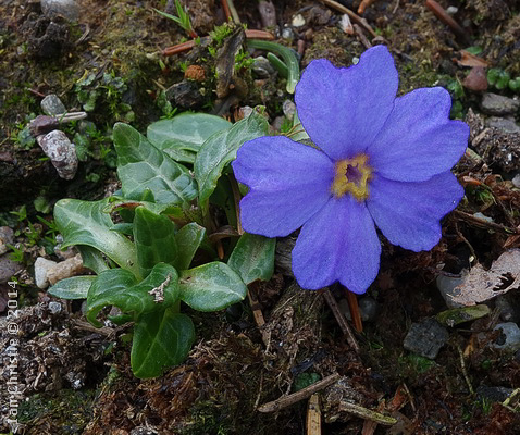 Primula pulchra - Hide and Seek with P. gambleana ~ Primula World