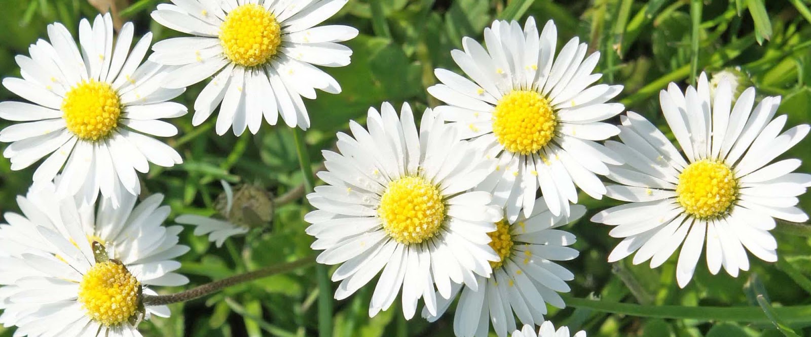 BlogCho: บอกว่ารักสักนิดนะ Daisy