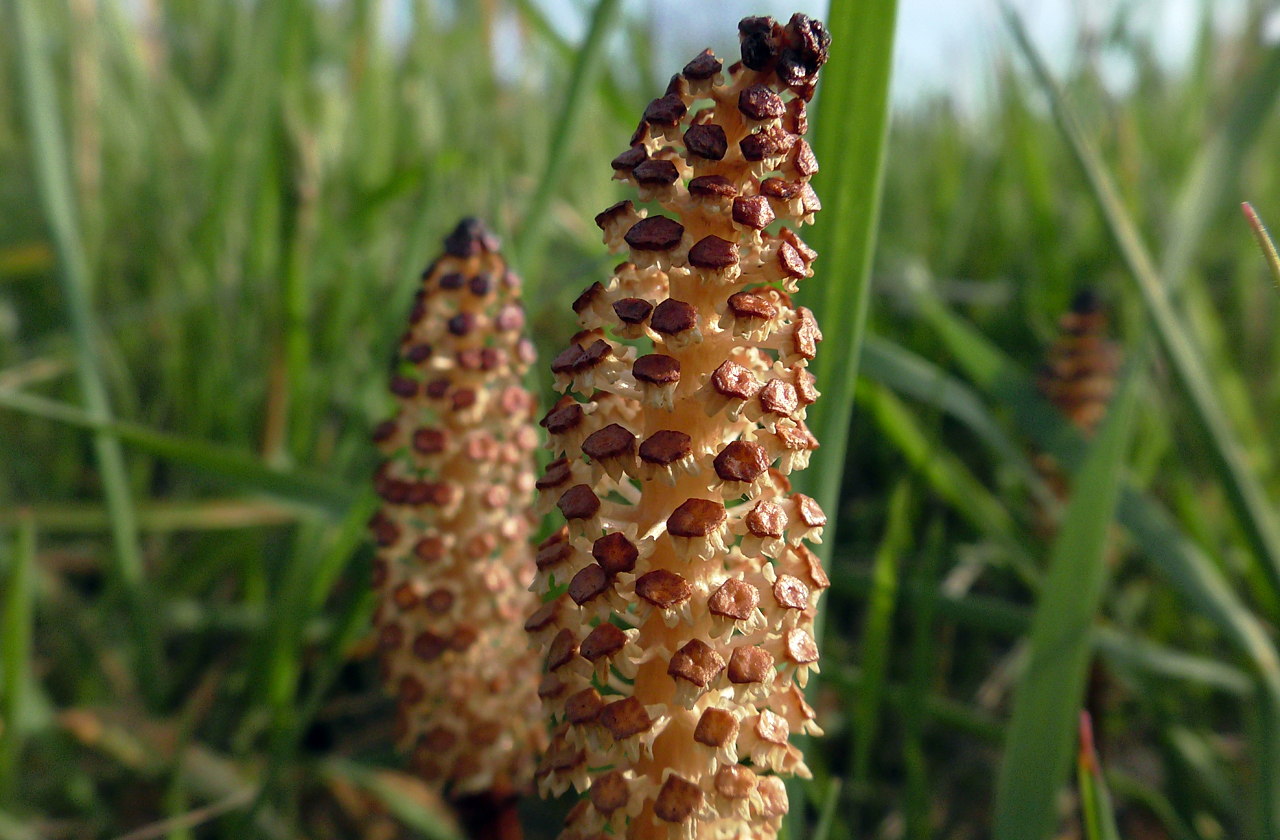 Jozef van der Heijden - Natuurfotografie: Vruchtbare Heermoes spruiten ...