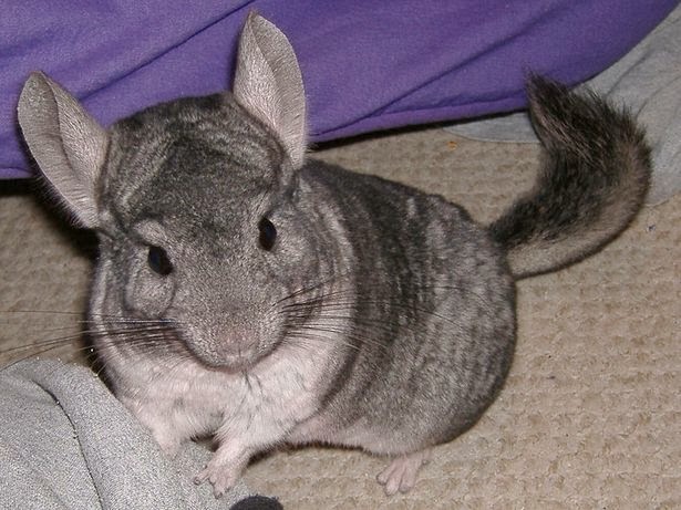 Chinchilla Animals | Interesting Facts & Latest Pictures | All Wildlife ...