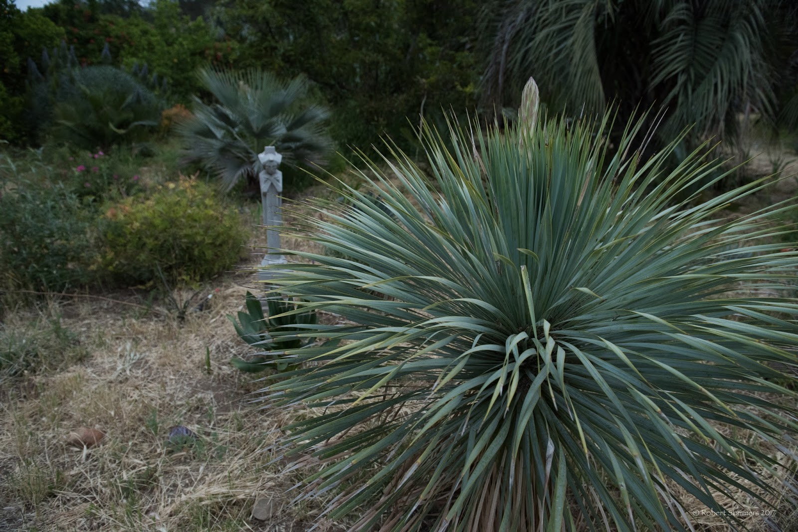Blue Heron Blast: Beaked Yucca