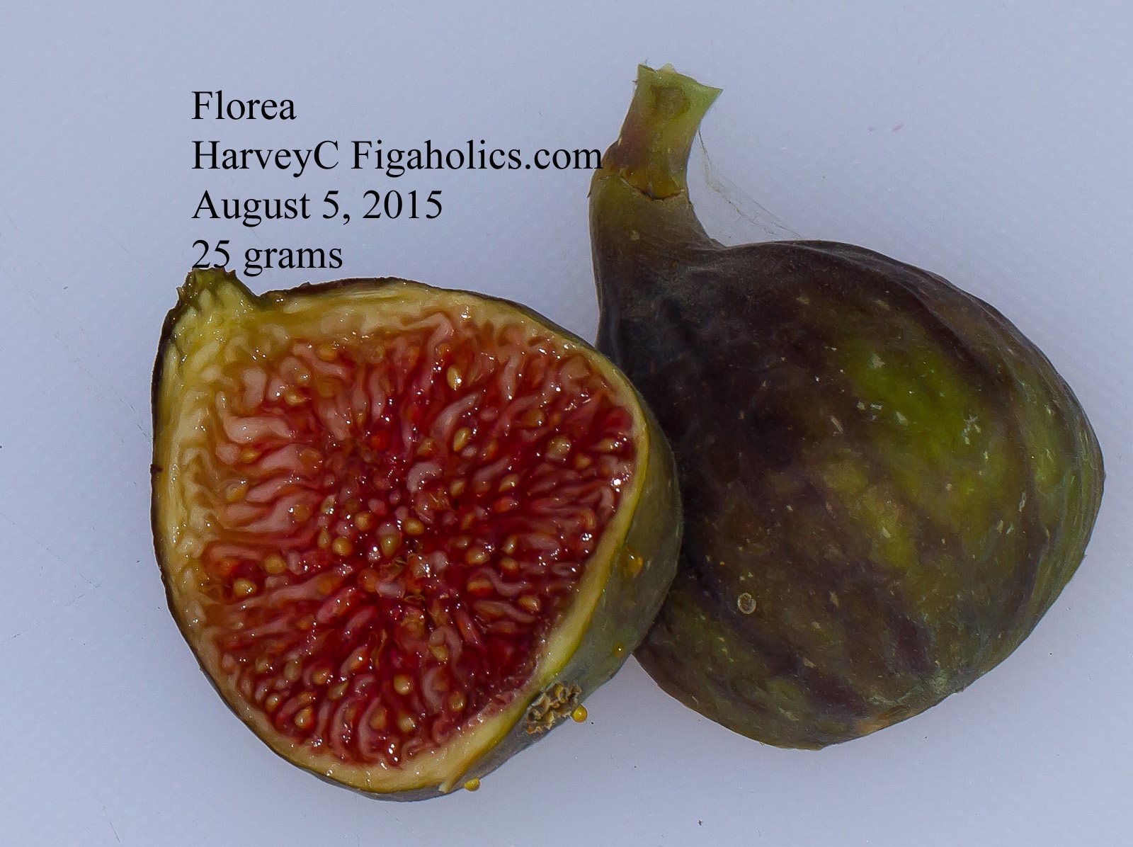 Seattle Garden & Fruit Adventures: Fig Cuttings from Harvey have arrived