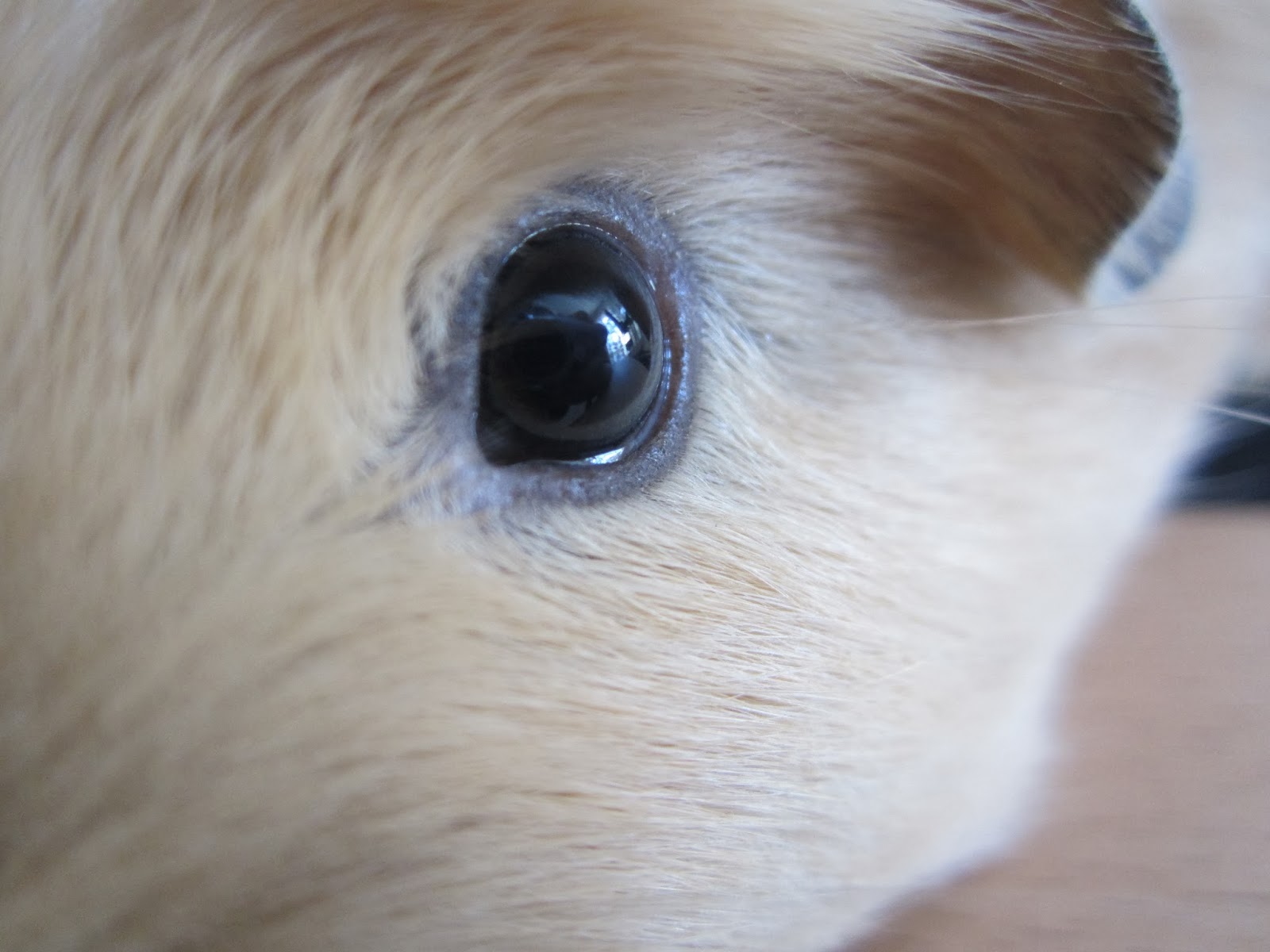 Cobayas a lo loco: Enfermedades de los ojos de las cobayas: nuestra ...