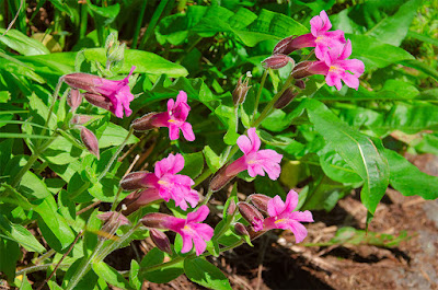 Linda Cochran's Garden