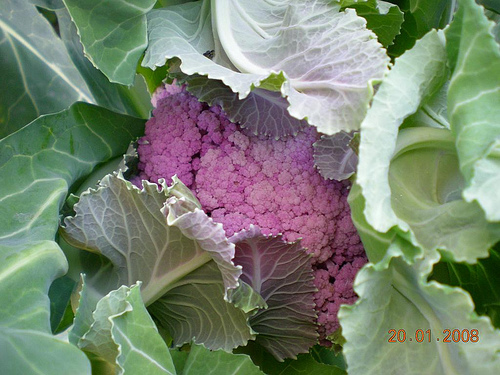 Coliflor Graffiti F1, la coliflor morada (cultivo y cocción) | Mercado ...