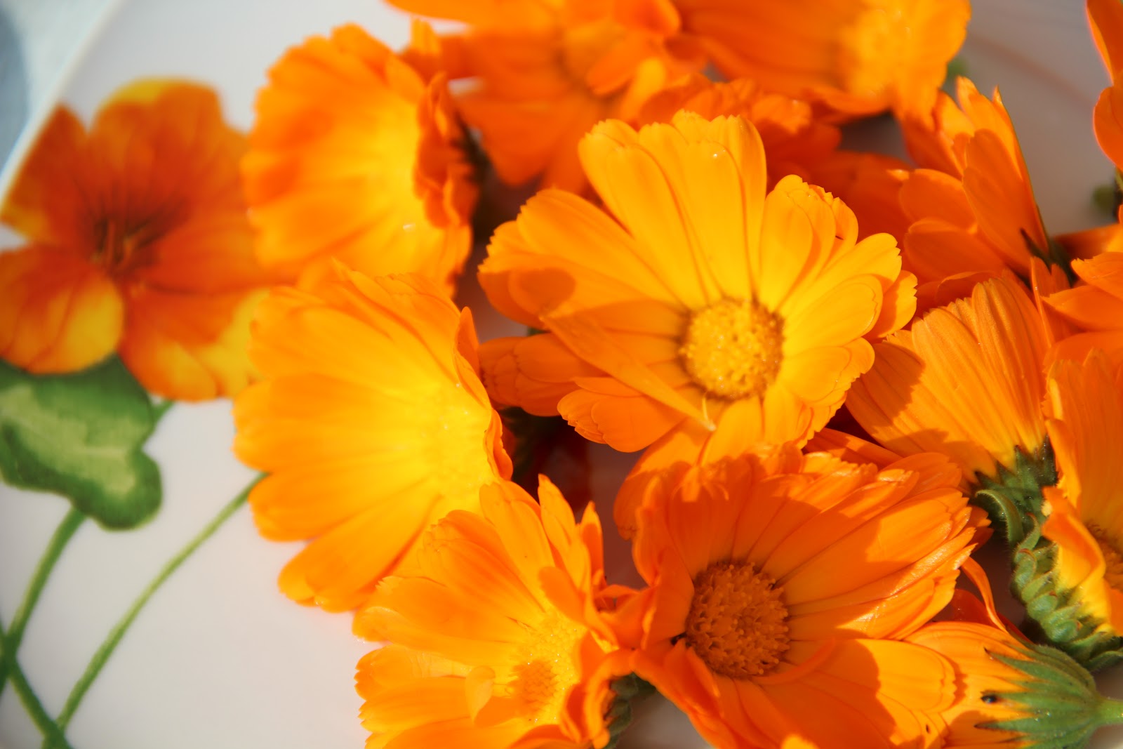 Medetka /Calendula officinalis/