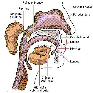 Embriologia Buco-dental: Glándulas salivales
