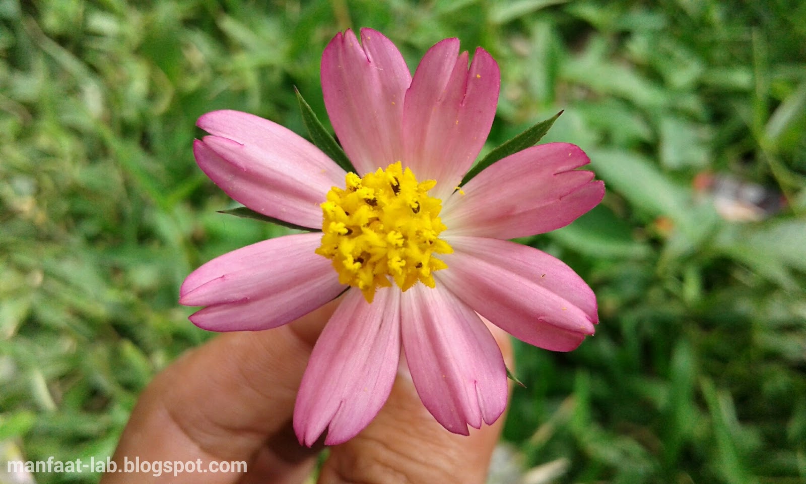 Gambar bunga kenikir - Manfaat-Lab