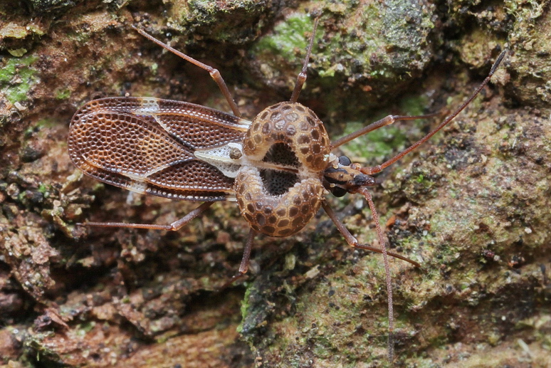 Real Monstrosities: Lace Bug