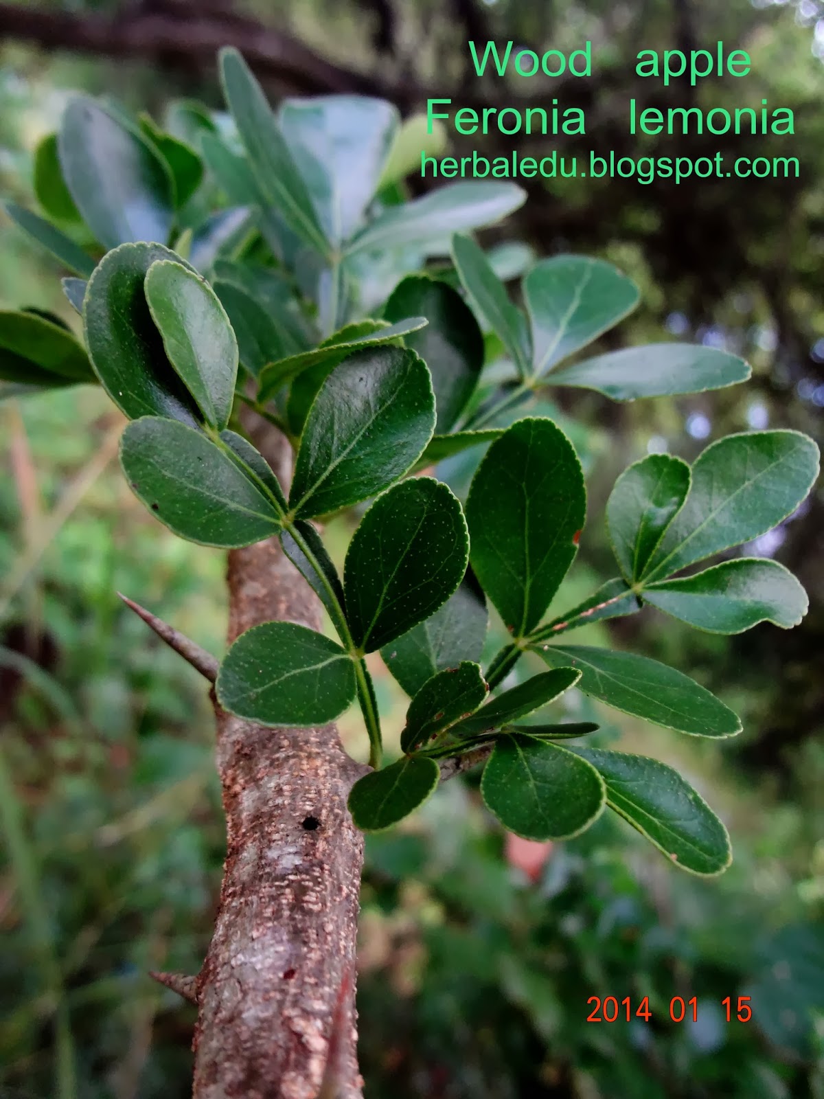 Feronia lemonia-Divul-දිවුල් - மரம் ஆப்பிள் - wood apple - Herbal ...