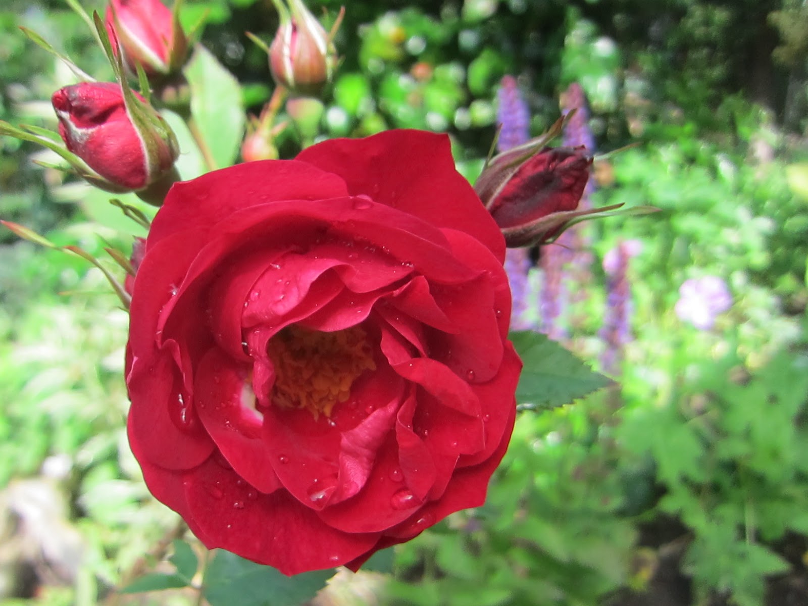 I never promised you a rose garden - Mina rosor : Adelaide Hoodless