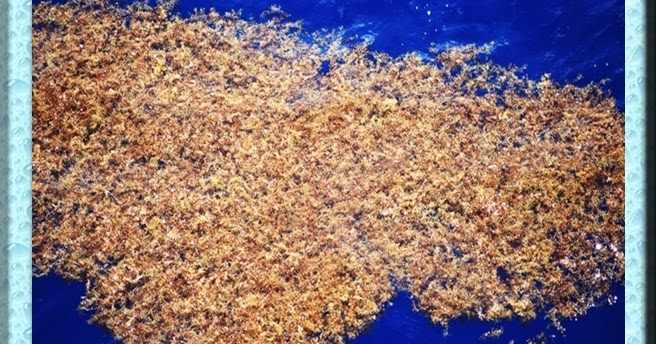Animal, Nature, and Travel: Some Fascinating Facts about Sargassum
