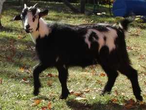 Tye Dye Acres: Fainting Goat Colors and Patterns!