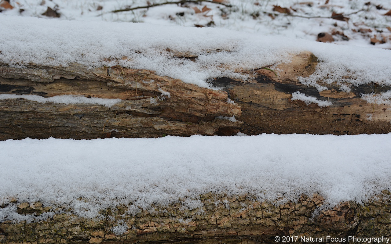 Natural Focus: Nature Photo of the Day #30: Snowy Fallen Logs