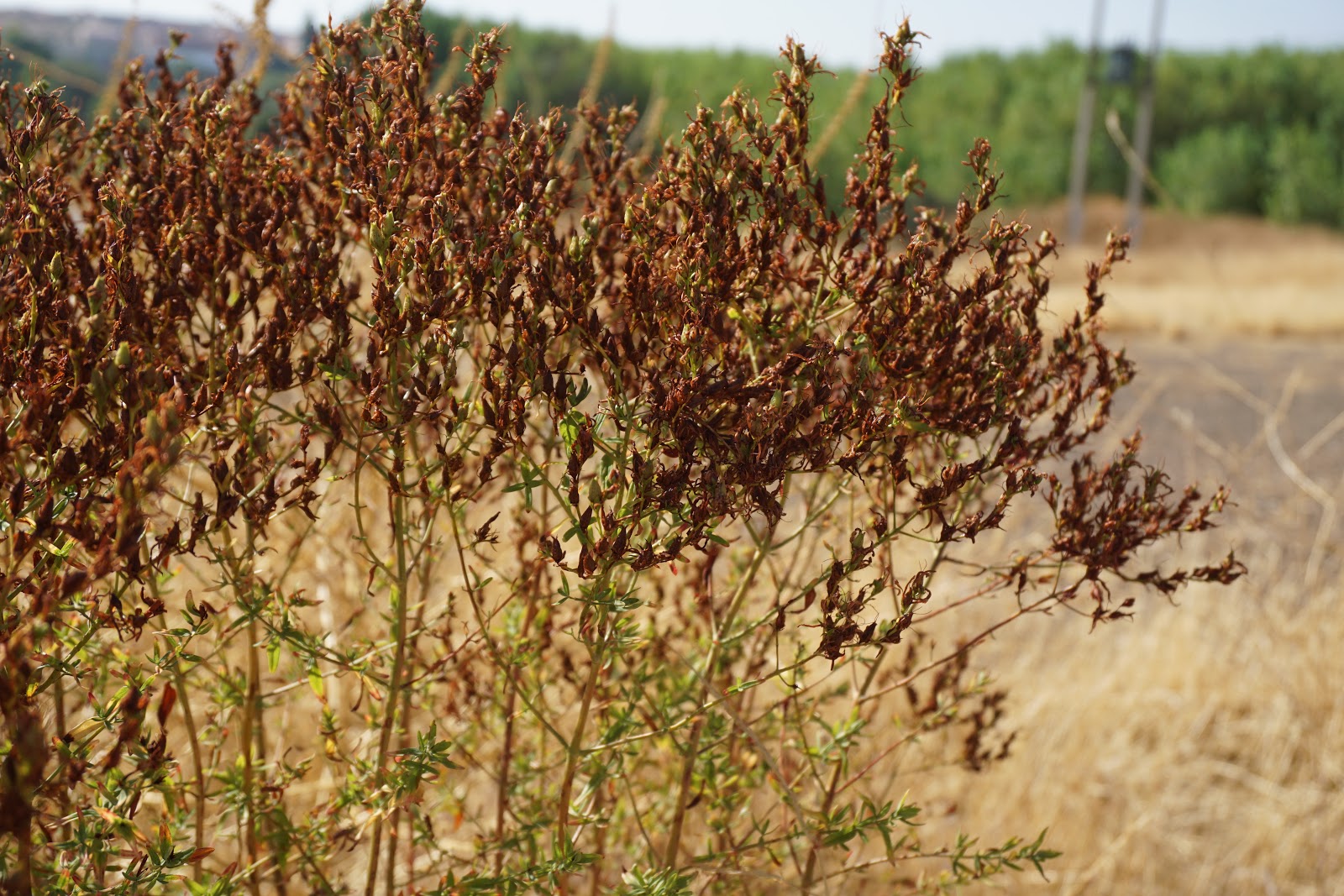 Plantas de Huerta Otea, Salamanca: Acedera común, vinagrera (Rumex acetosa)