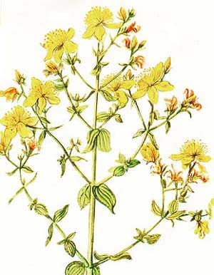 Kantarion ( Hypericum perforatum ) | Prirodni lijekovi za sve bolesti ...