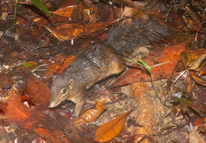 The News For Squirrels: Squirrel Facts: The Shrew-Faced Squirrel