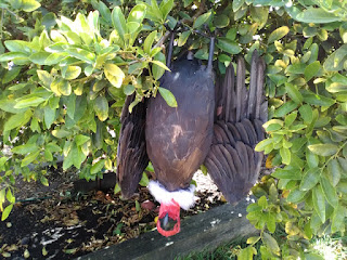 Solve bird problems using humane bird deterrents for pest bird control ...