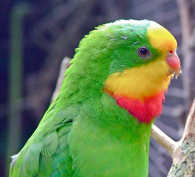 Barraband Parakeet birds - Wallpapers Free