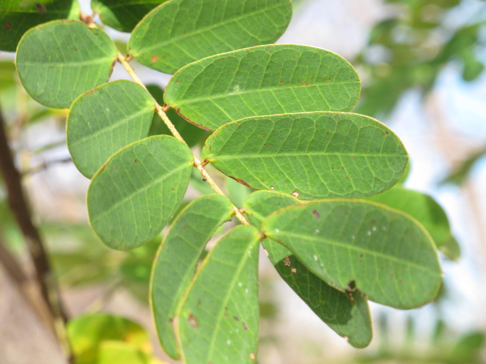 Fabaceae - Leguminosae no Brasil: Fabaceae - Senna trachypus (Mart. ex ...