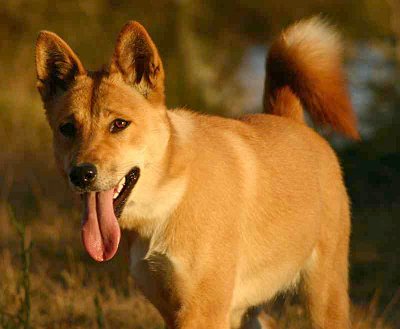 razas de perros: EL DINGO (CANIS FAMILIARIS DINGO)