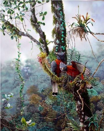 Angel Ulloa: Aves de Venezuela