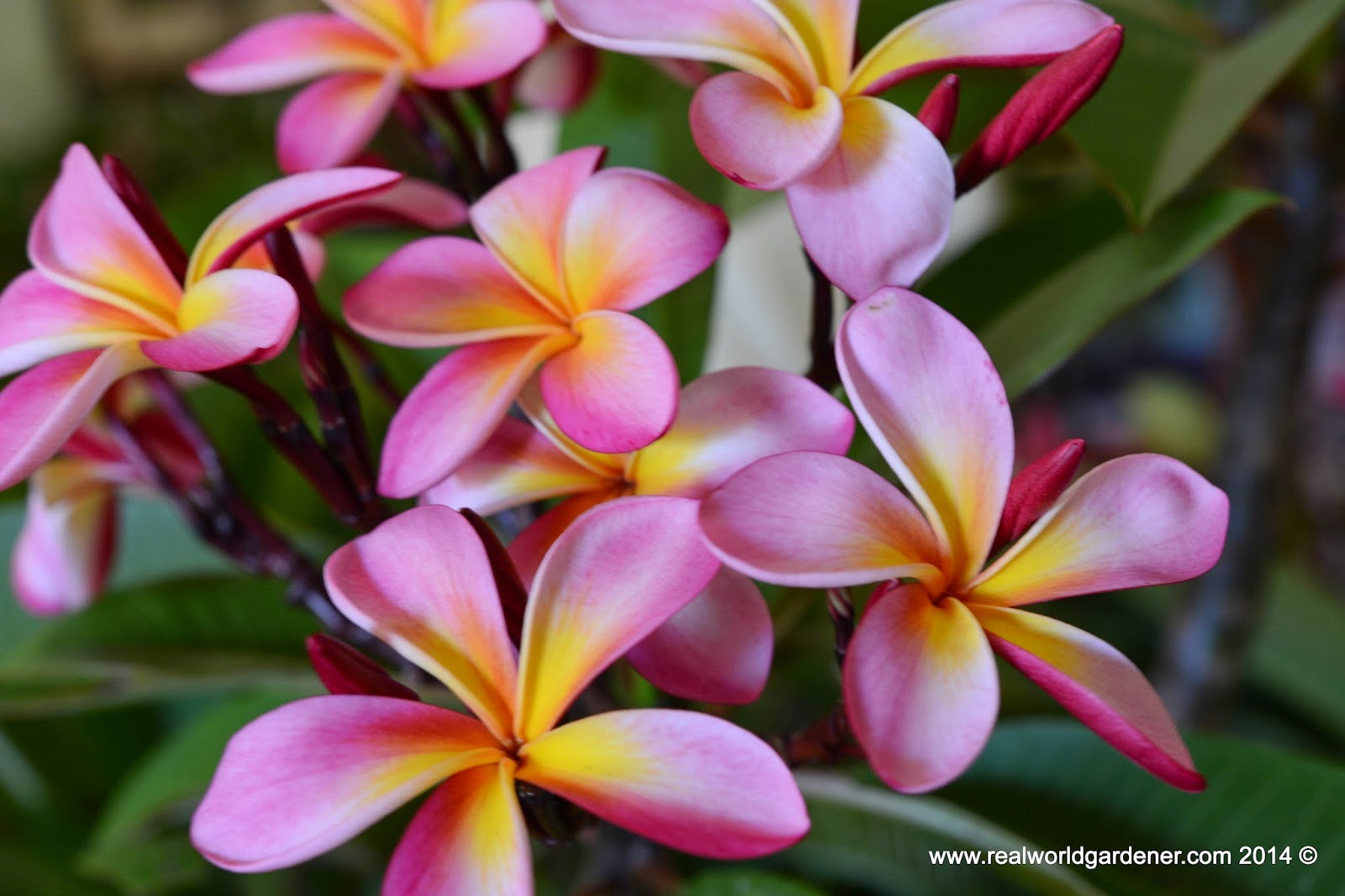 Real World Gardener: Cool Down with Frangipanis