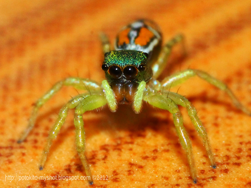 My Shot Gallery of Bengkulu: Colorful Jumping Spider (Cosmophasis sp)