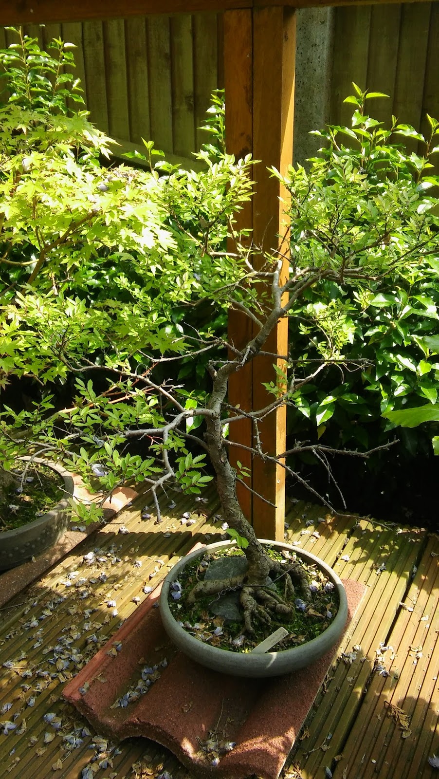 Mike's Bonsai Blog: Chinese Elm - Root Over Rock