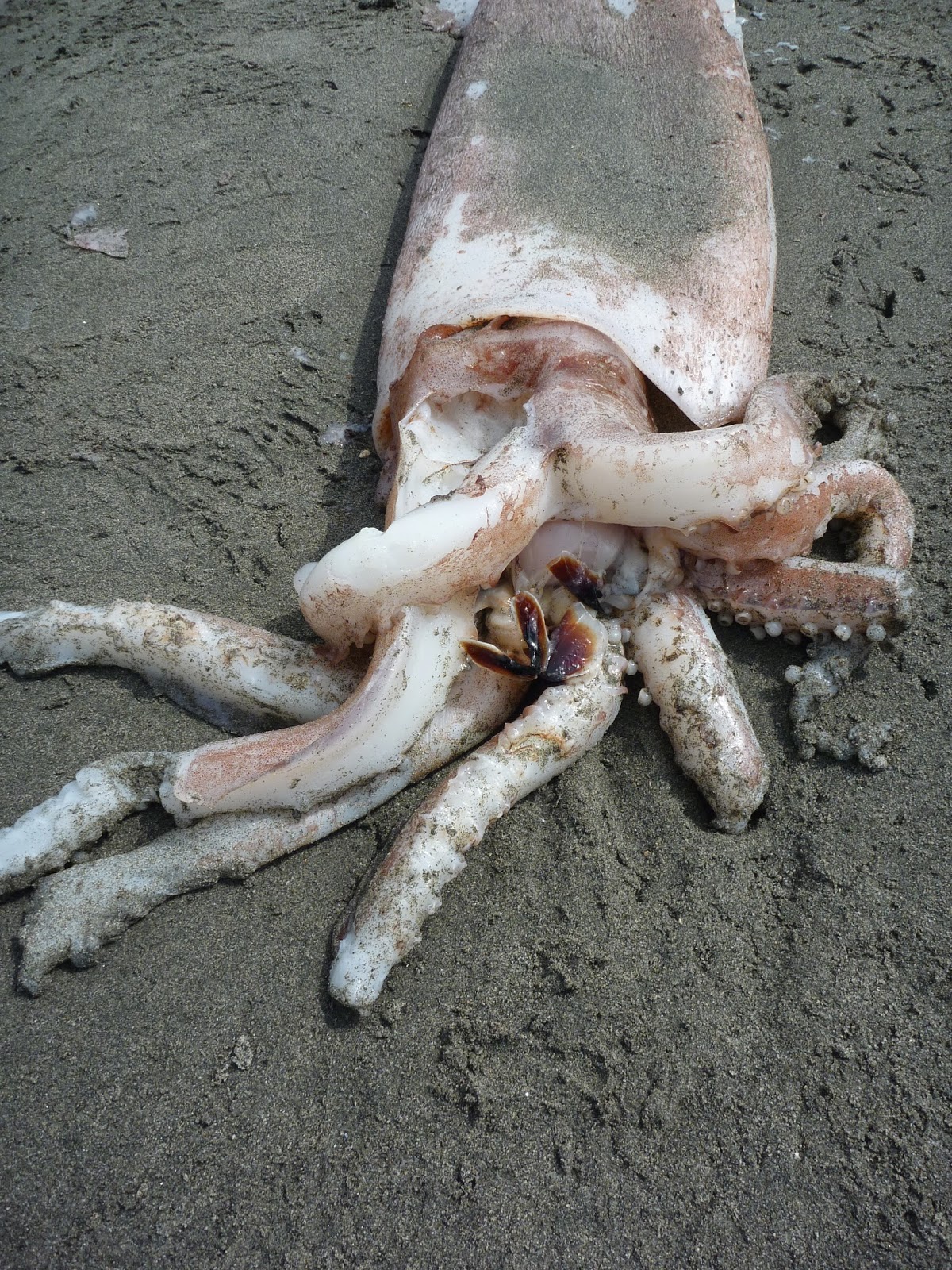 Buzz's Marine Life of Puget Sound: CLUBHOOK SQUID (Onykia robusta ...