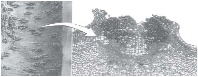 Macam-macam Struktur Jaringan pada Tumbuhan Lengkap (Jaringan Meristem ...