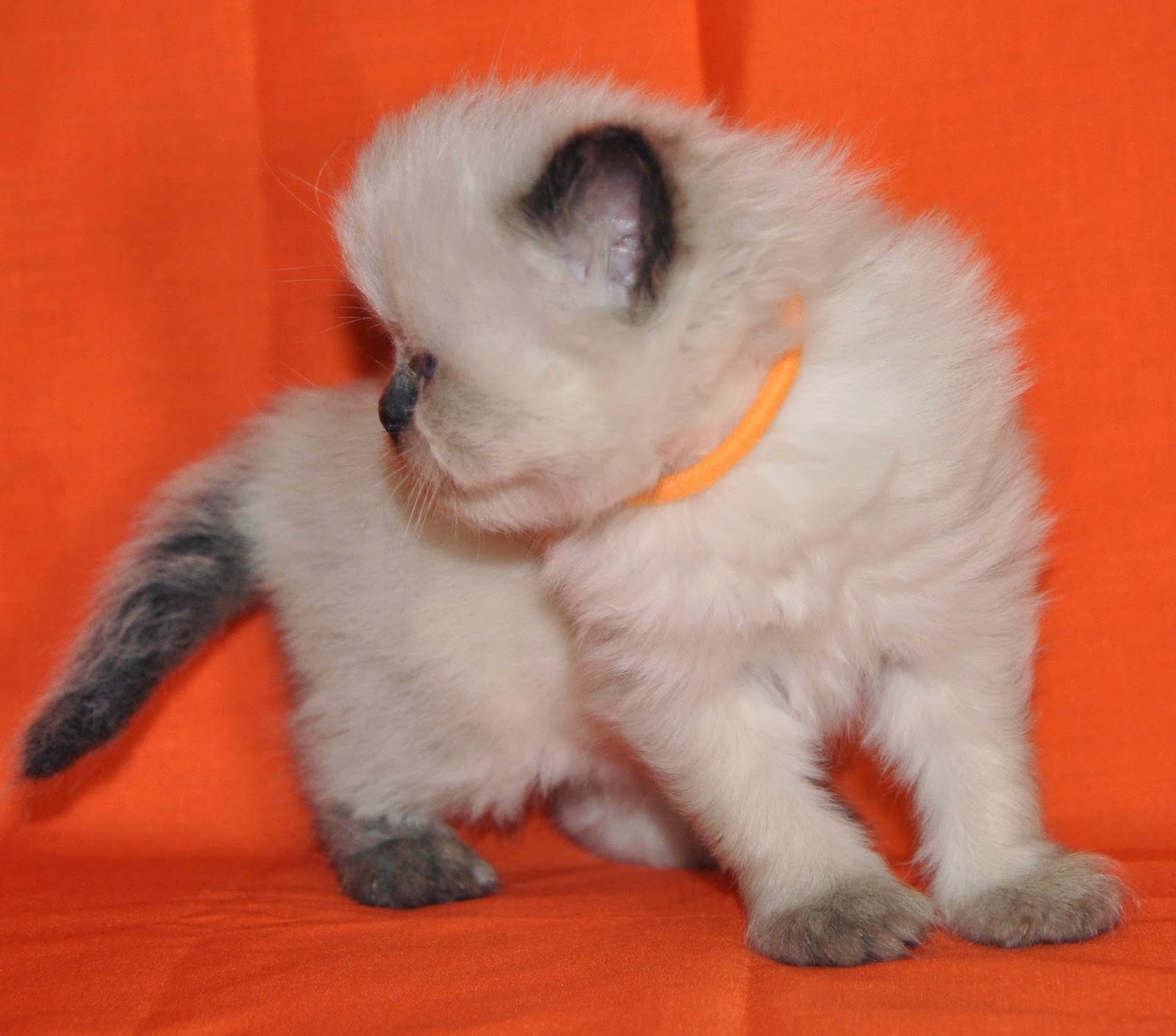 Country s Edge Persians Seal Point Babies country-s-edge-persians-seal-point-babies