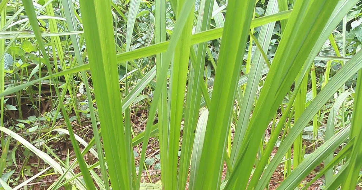 Contoh Gulma Berdaun Sempit Beserta Gambarnya