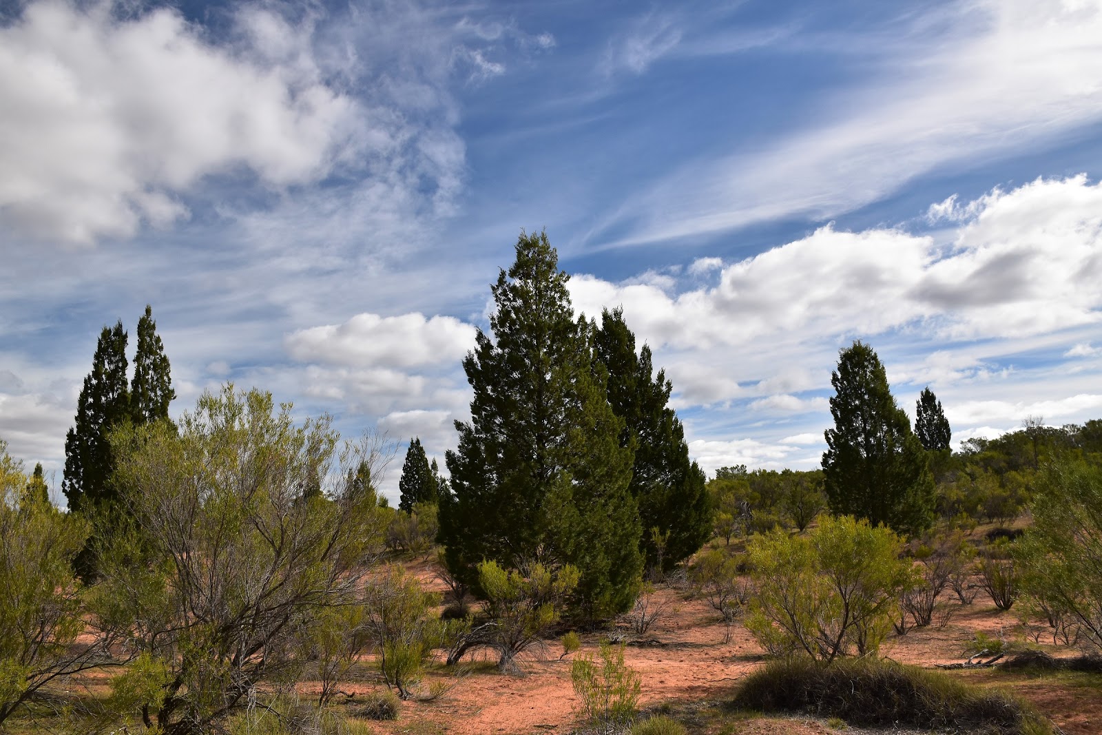 Goin' Feral One Day At A Time: Warepil Lookout Circuit, Hattah-Kulkyne ...