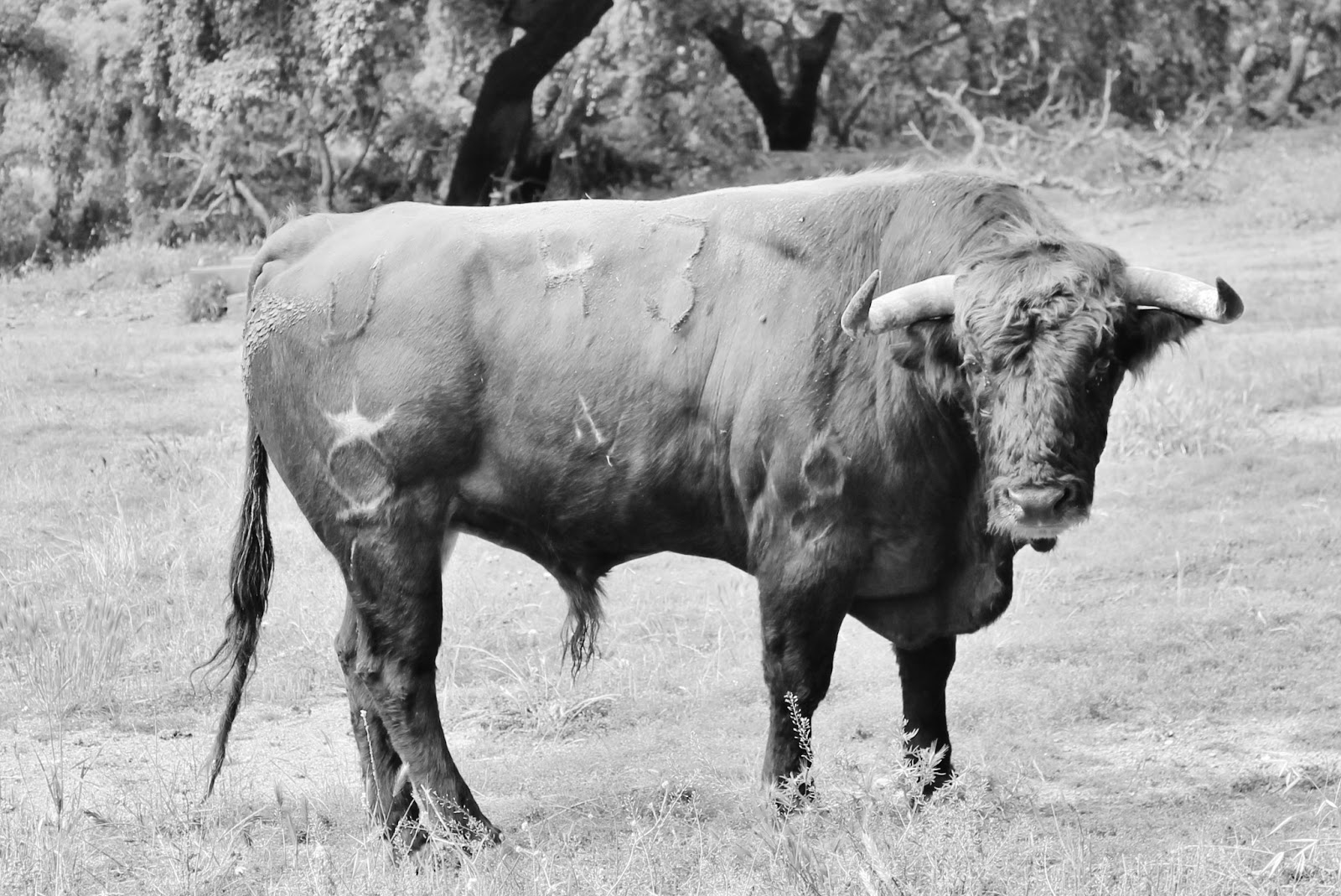 El Blog del toro bravo.: Campo y toros, en blanco y negro (II).