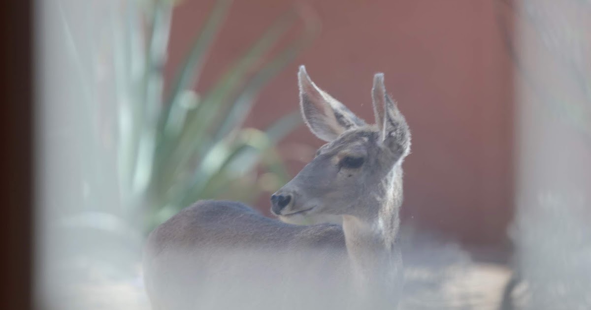 The Azure Gate: Mule Deer Visits The Azure Gate