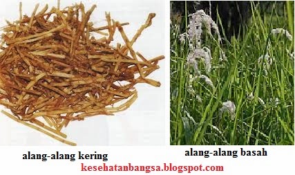 Manfaat Khasiat Akar Alang - Alang - CINTA ILMU KESEHATAN