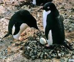 Animales y sus clasificaciones: Oviparos