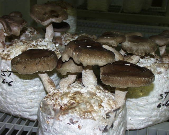 Cara Memasak Jamur Shitake Kering Dalchaebi