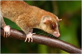 7C - Cordados - Mamíferos: Marsupais