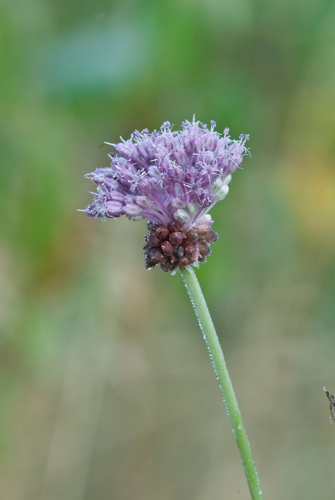 Indiana Plant A Day: Wild Garlic