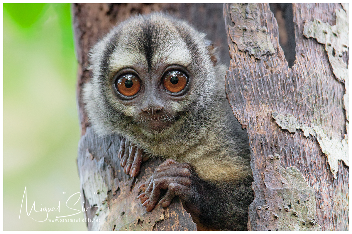 Featured species: Panamanian Night Monkey (Aotus zonalis)