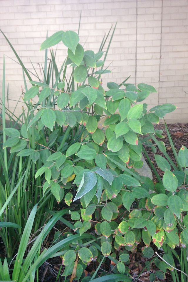 Garden inspiration: a threatened species (Scrub Turpentine or Rhodamnia ...