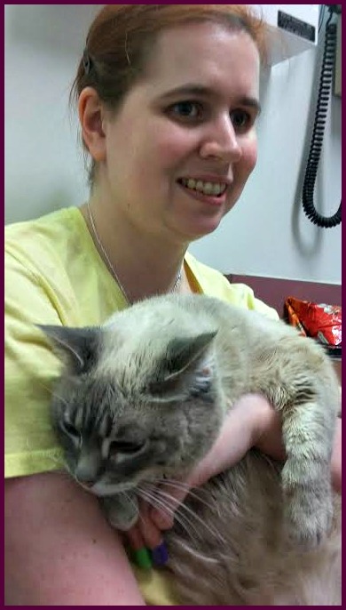 Fur Everywhere: Grumpy Cats Take a Trip to the Vet