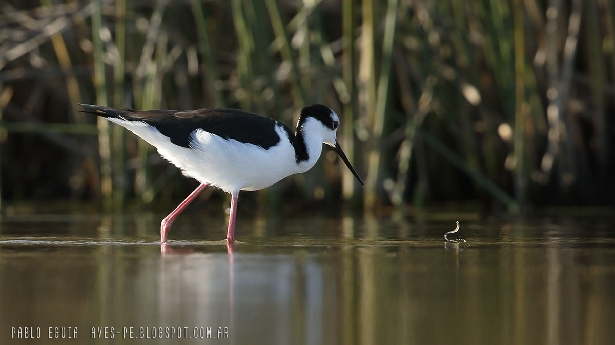 mis fotos de aves: Himantopus (himantopus) melanurus Tero Real Black ...