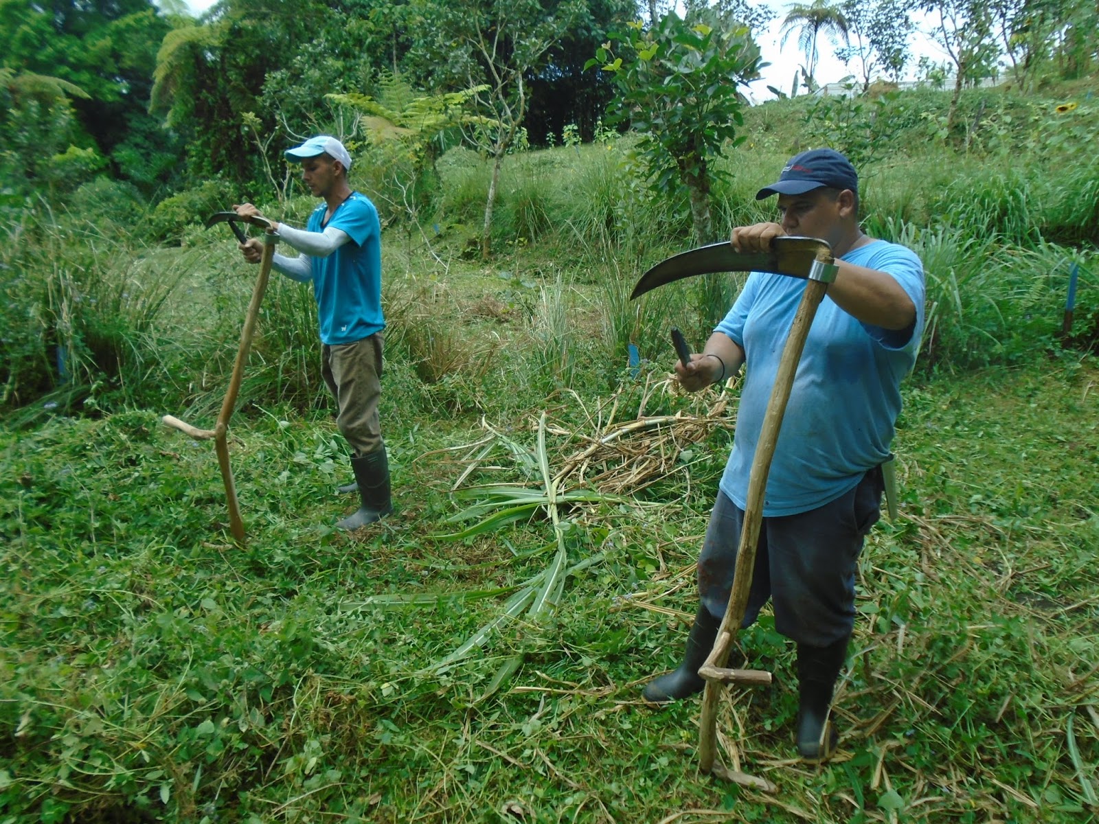 Scythe Connected: Scythe Success in Costa Rica