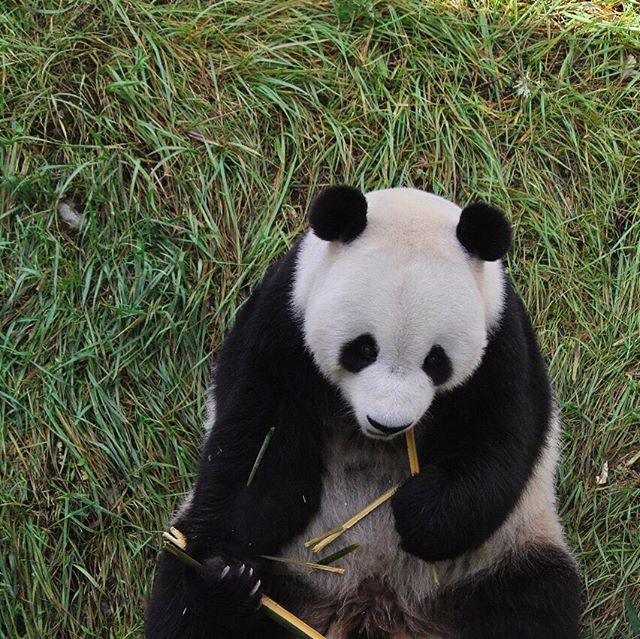 Ayok Dolan Yok: Nggak Bisa Nggak Gemas Kalau Main ke Istana Panda di ...