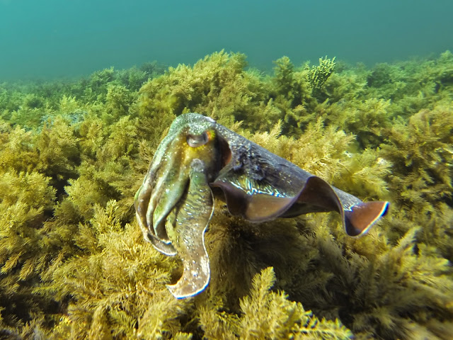 Giant cuttlefish of South Australia